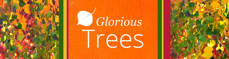 Guildford Garden Centre, Perth WA - Online Plant Nursery & Gifts